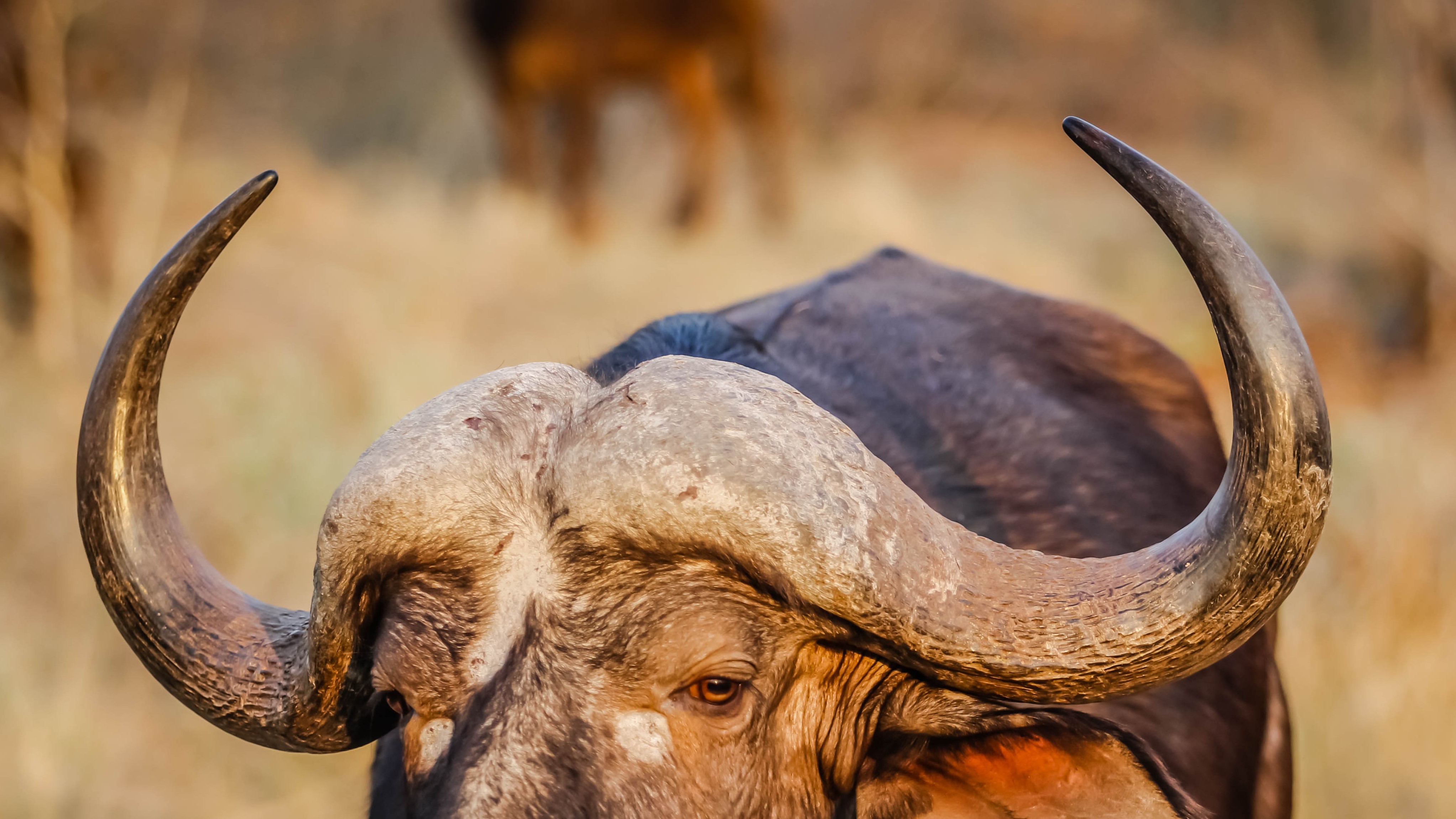 Like the Horns of the Wild Ox – A Thrill of Hope